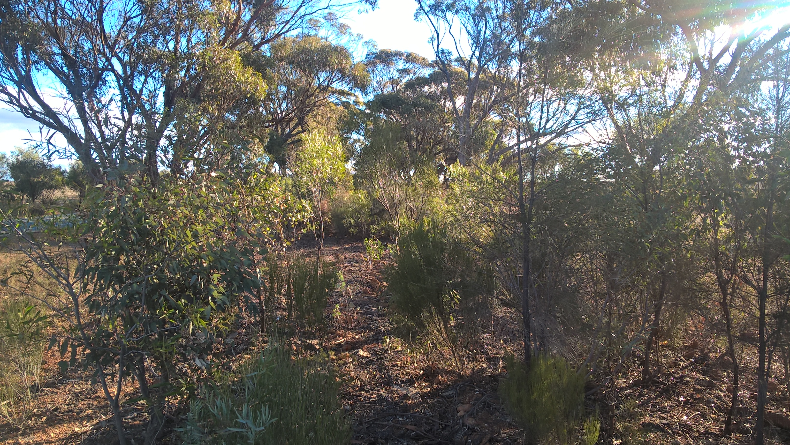 Revegetation and Landscaping | Main Roads Western Australia